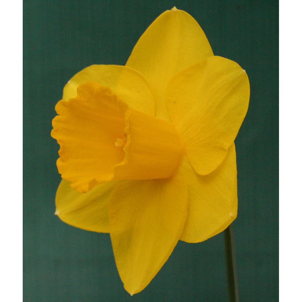 Nanny Anne - Half Kilo Bag