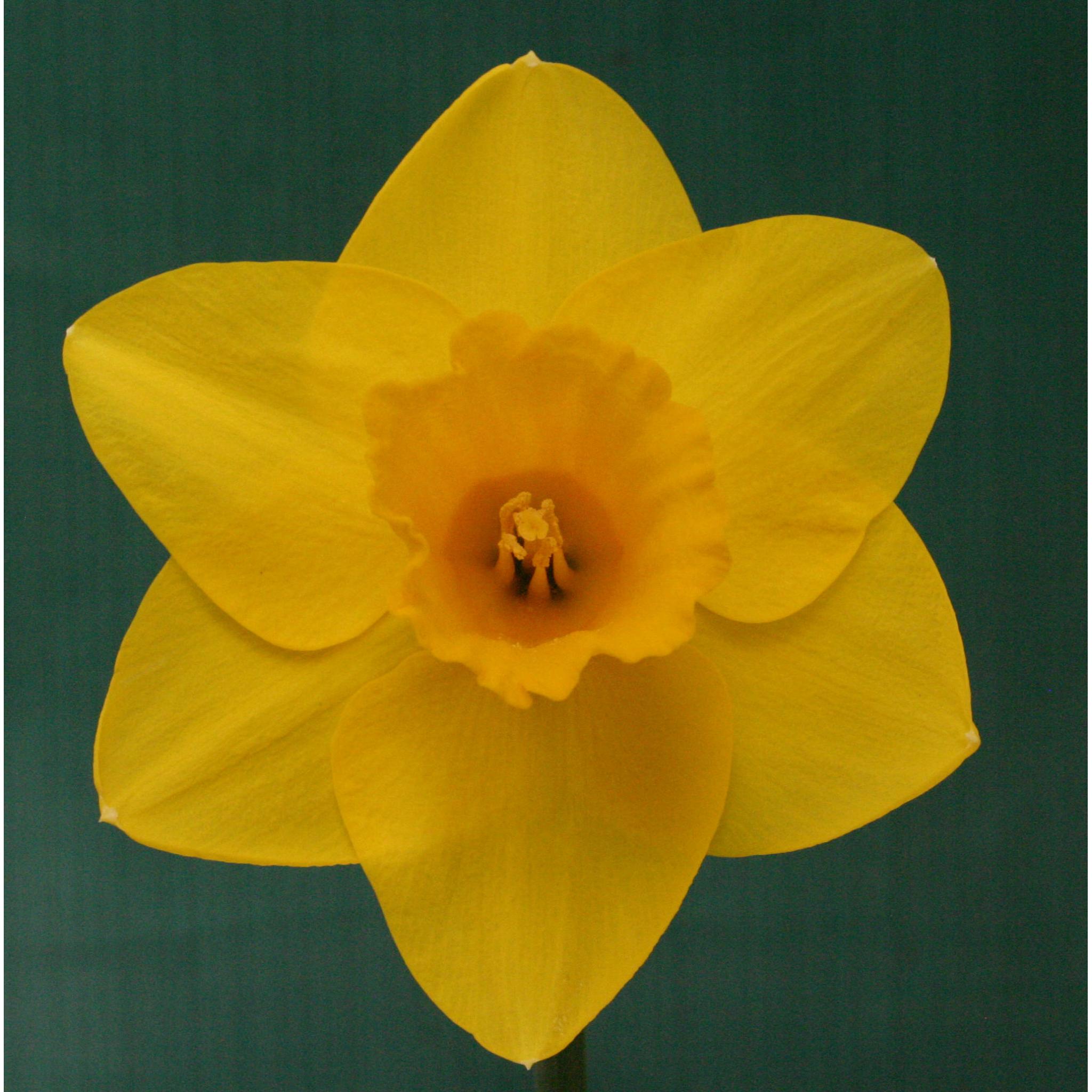 Nanny Anne - Half Kilo Bag