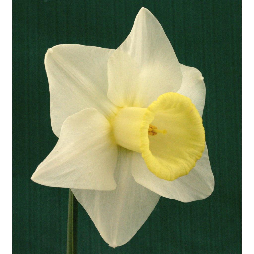 Elegant Queen - Half Kilo Bag